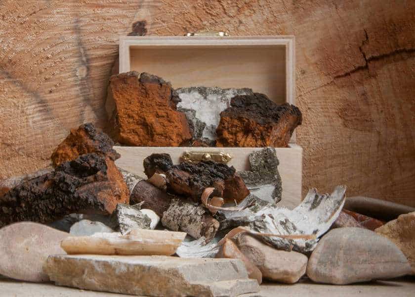 Getestet: Chaga Pilz Als Chaga Tee Zubereitet